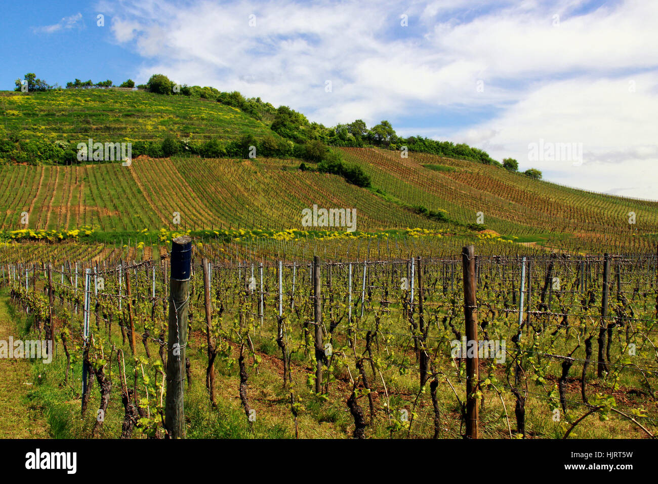 vineyard, vines, alsace, hill, vineyard, vines, france, alsace ...