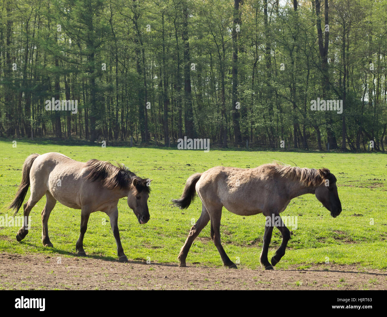 ride, horse, animal, foal, horseriding, tree, trees, ride, horse ...