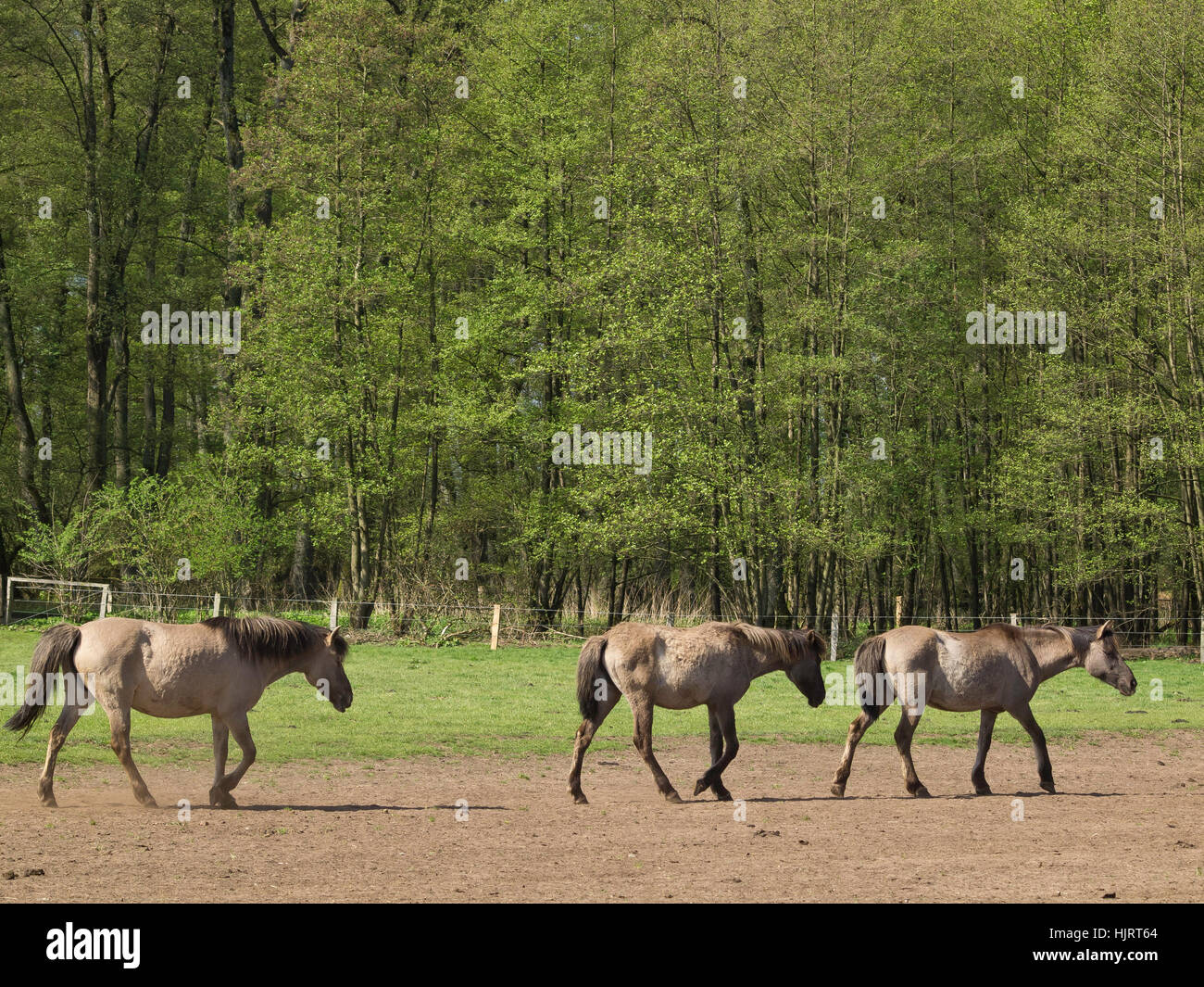 ride, horse, animal, foal, horseriding, tree, trees, ride, horse ...
