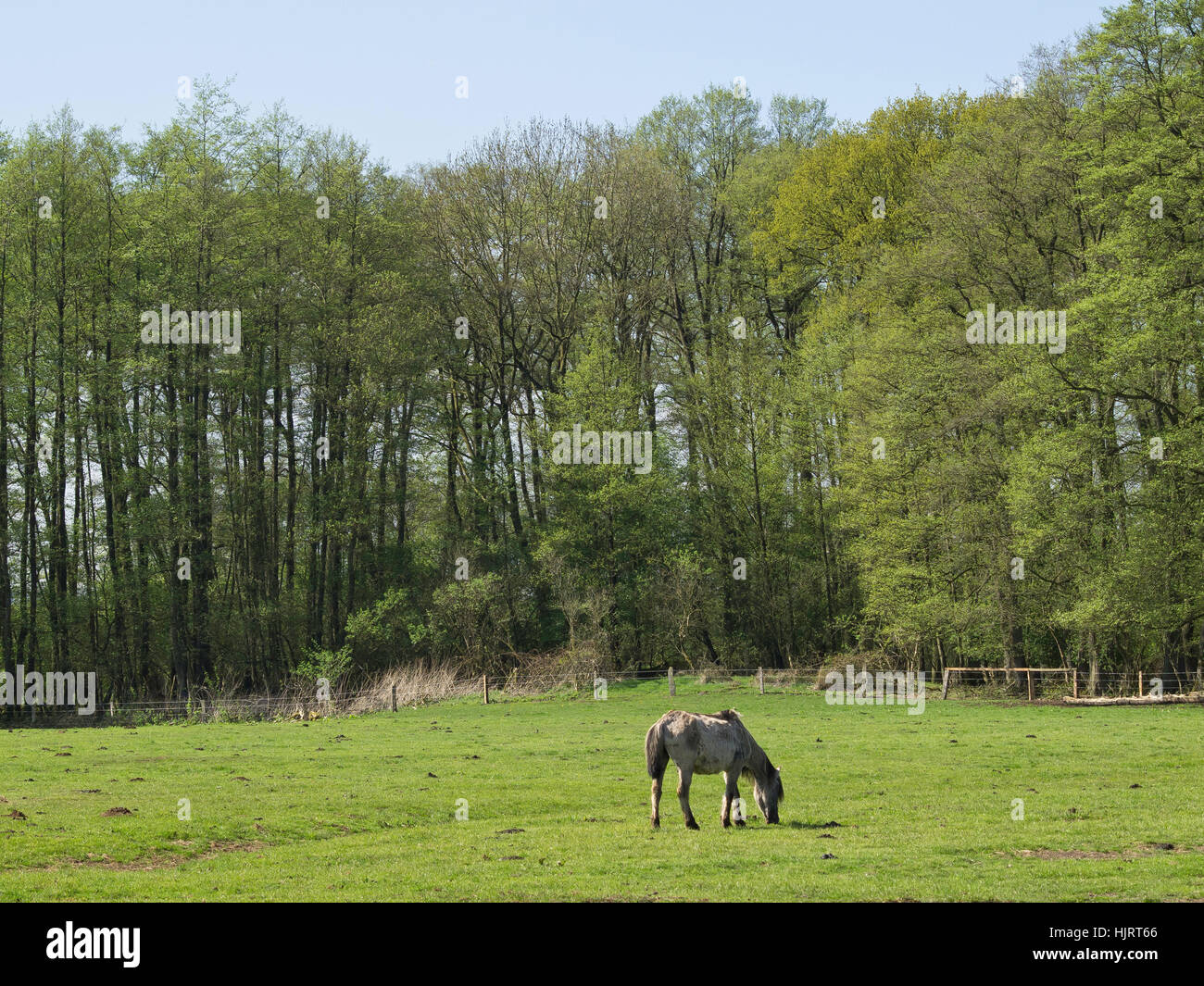 ride, horse, animal, foal, horseriding, tree, trees, ride, horse ...