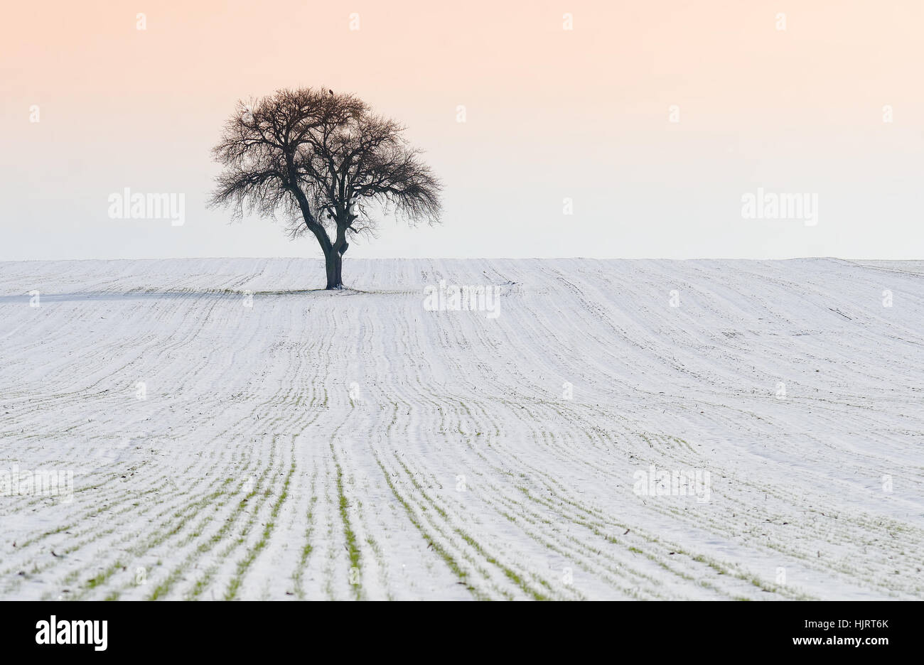 isolated, tree, winter, field, snow, coke, cocaine, material, drug ...