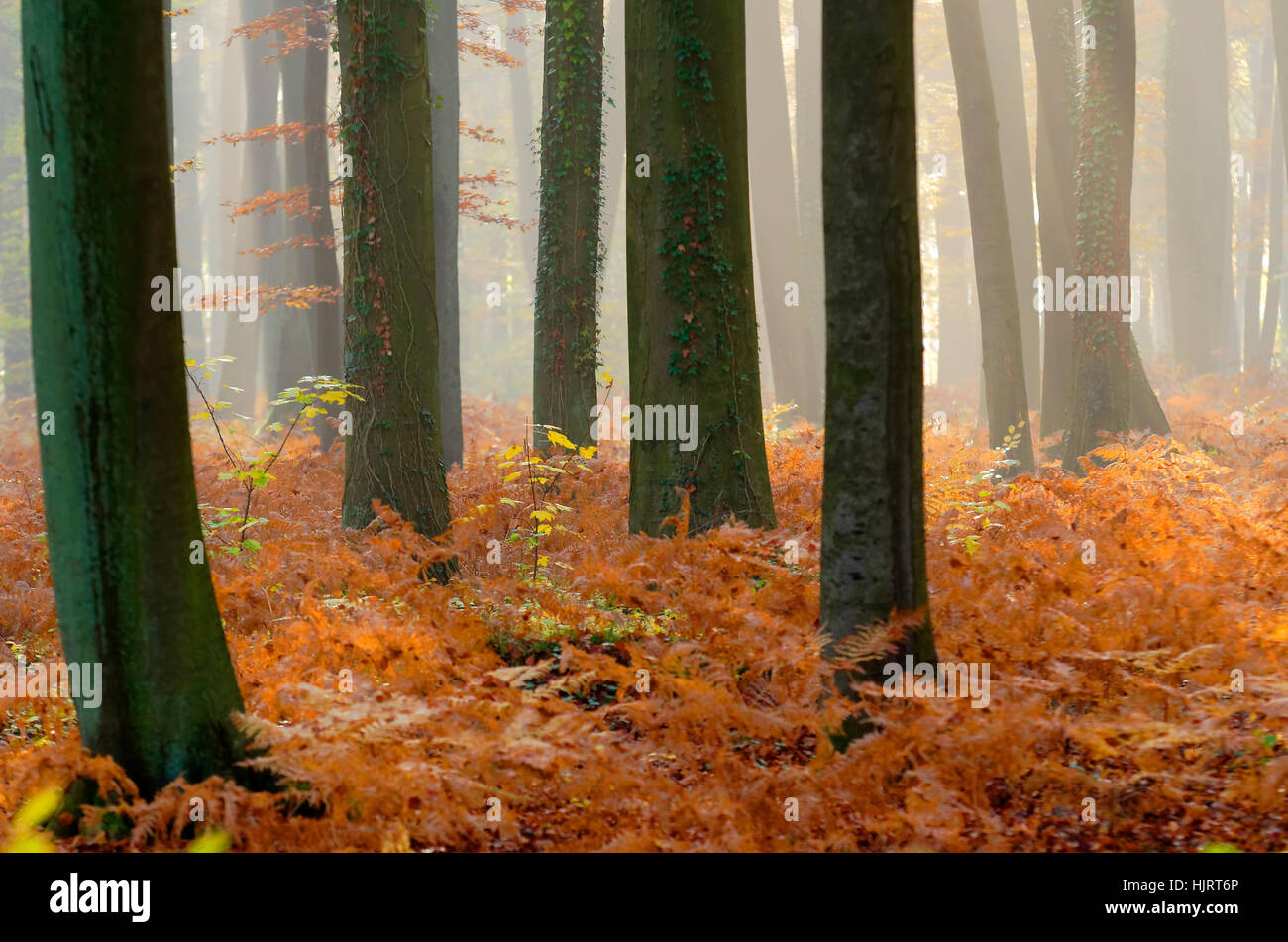 tree, wood, trunk, fern, landscape, scenery, countryside, nature, misty ...