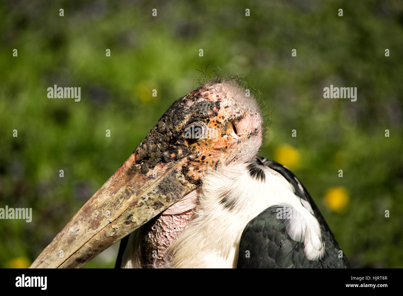 macro, close-up, macro admission, close up view, bird, birds, eyes ...