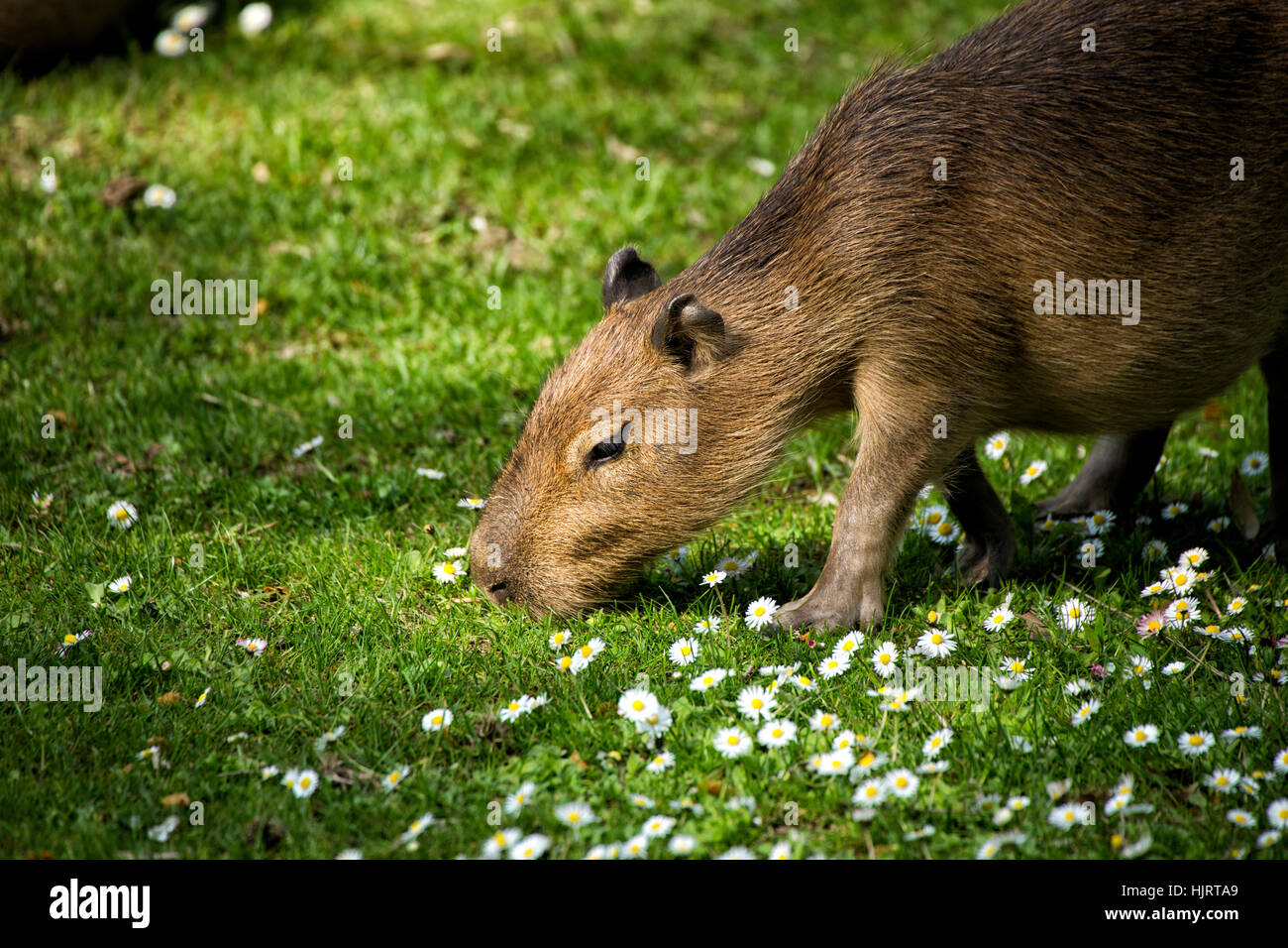 meadow, grass, lawn, green, pig, water, macro, close-up, macro ...