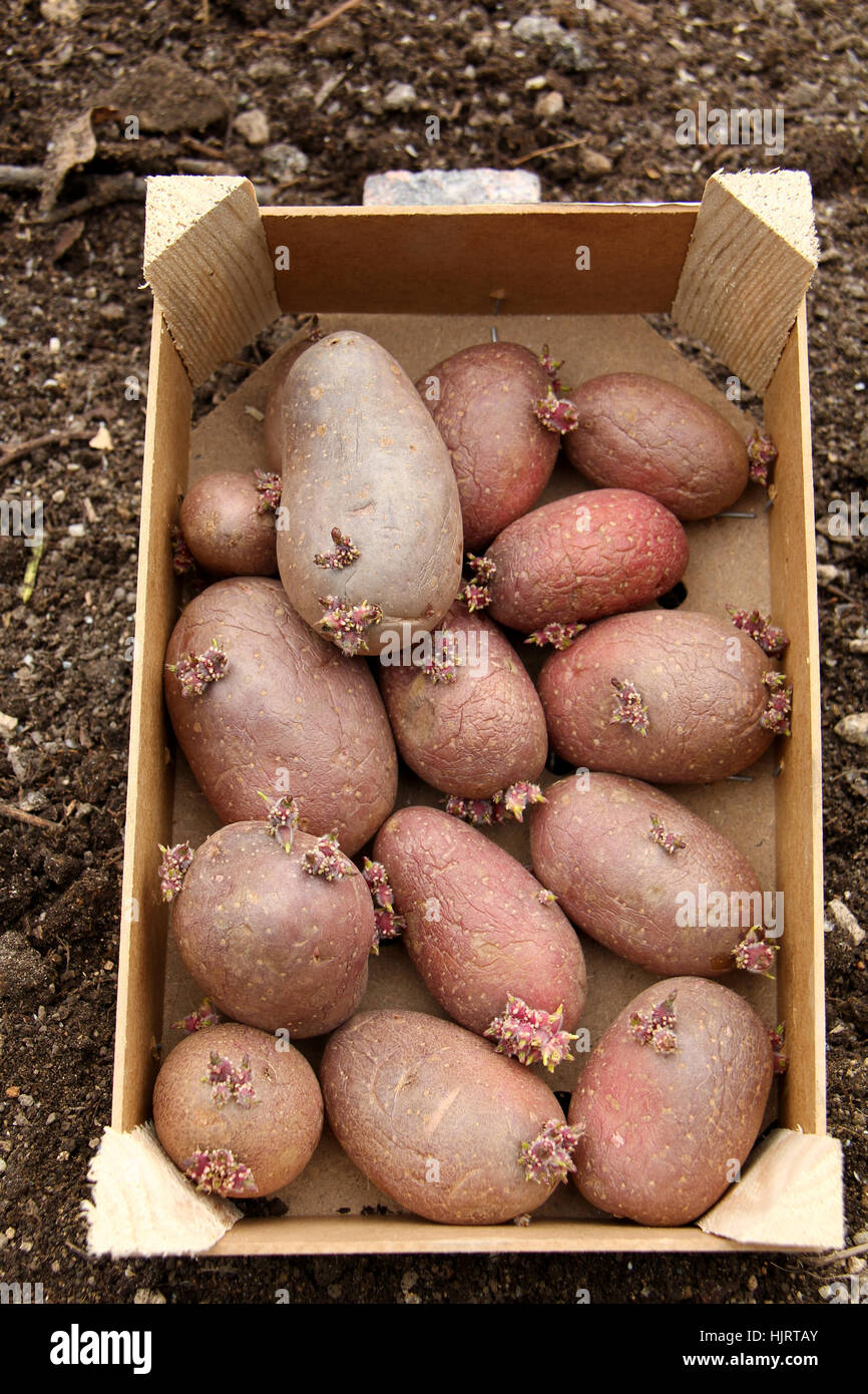 tuber, increase, agriculture, field, eyes, spring, fruit, acre, tuber ...
