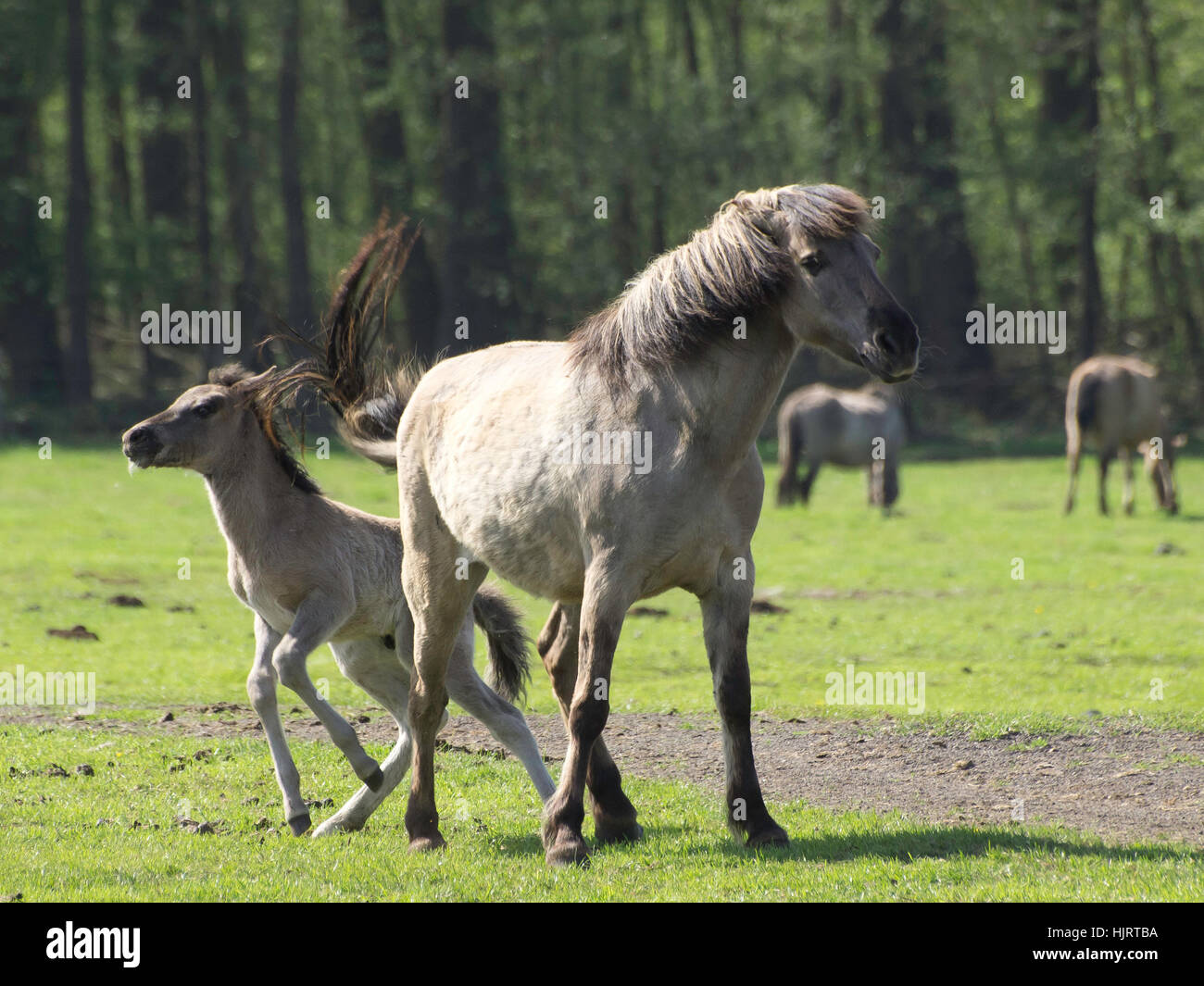 ride, horse, animal, foal, horseriding, tree, trees, ride, horse ...