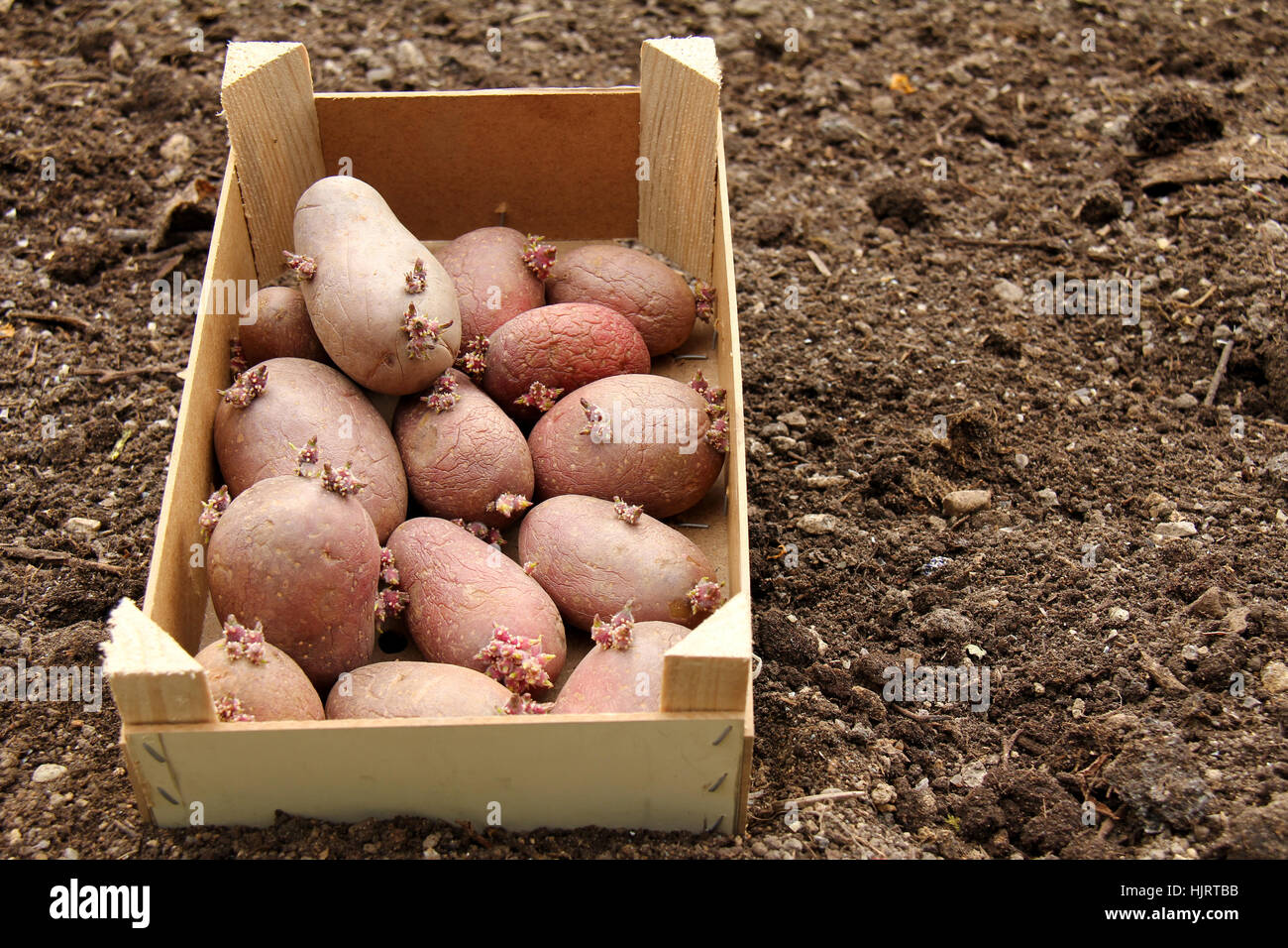 tuber, increase, agriculture, field, eyes, spring, fruit, acre, tuber ...