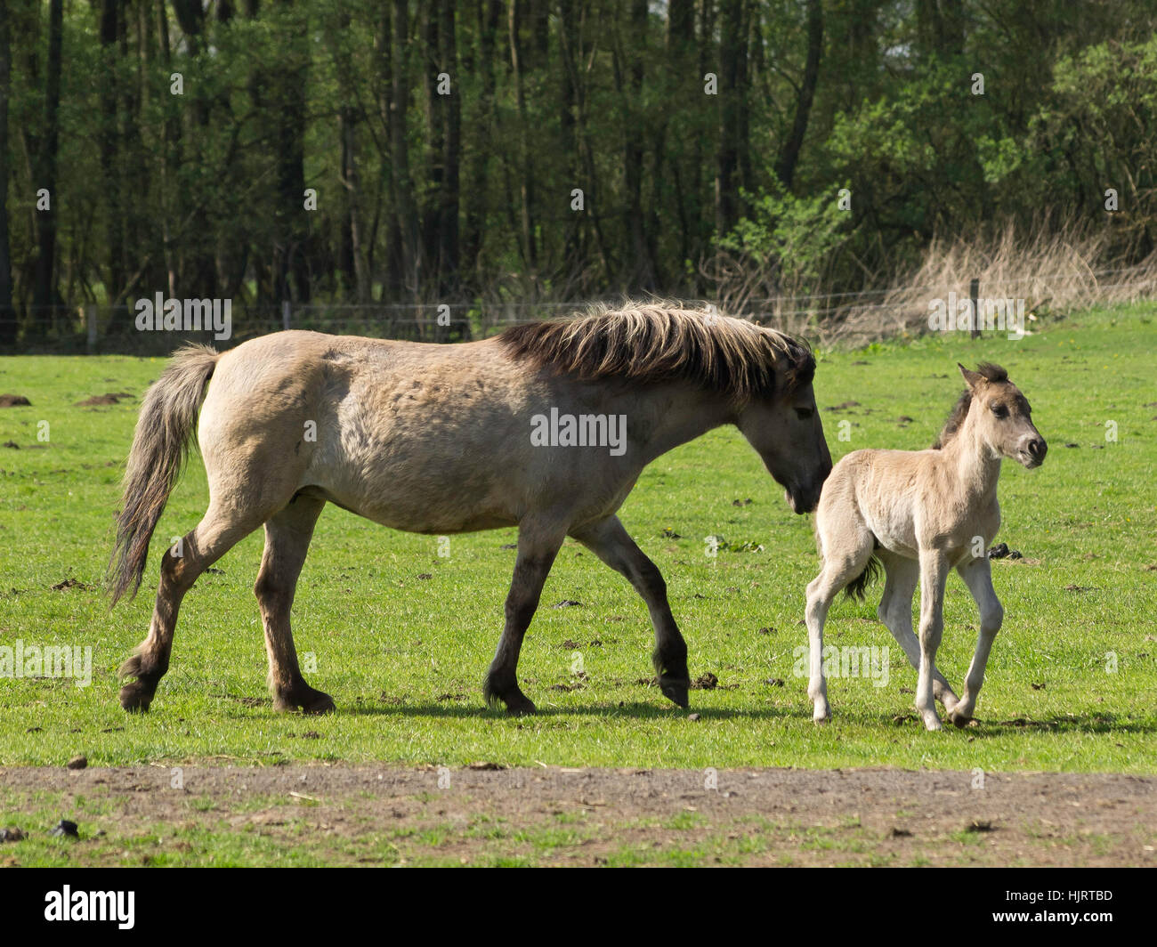ride, horse, animal, foal, horseriding, tree, trees, ride, horse ...