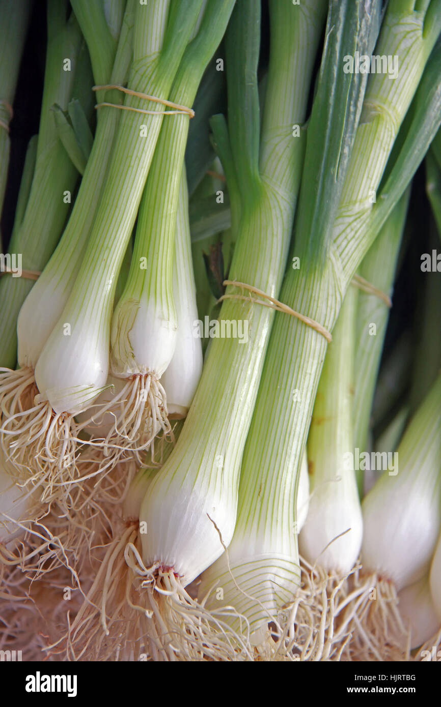 onion, food, aliment, agriculture, farming, onion, sale, league ...