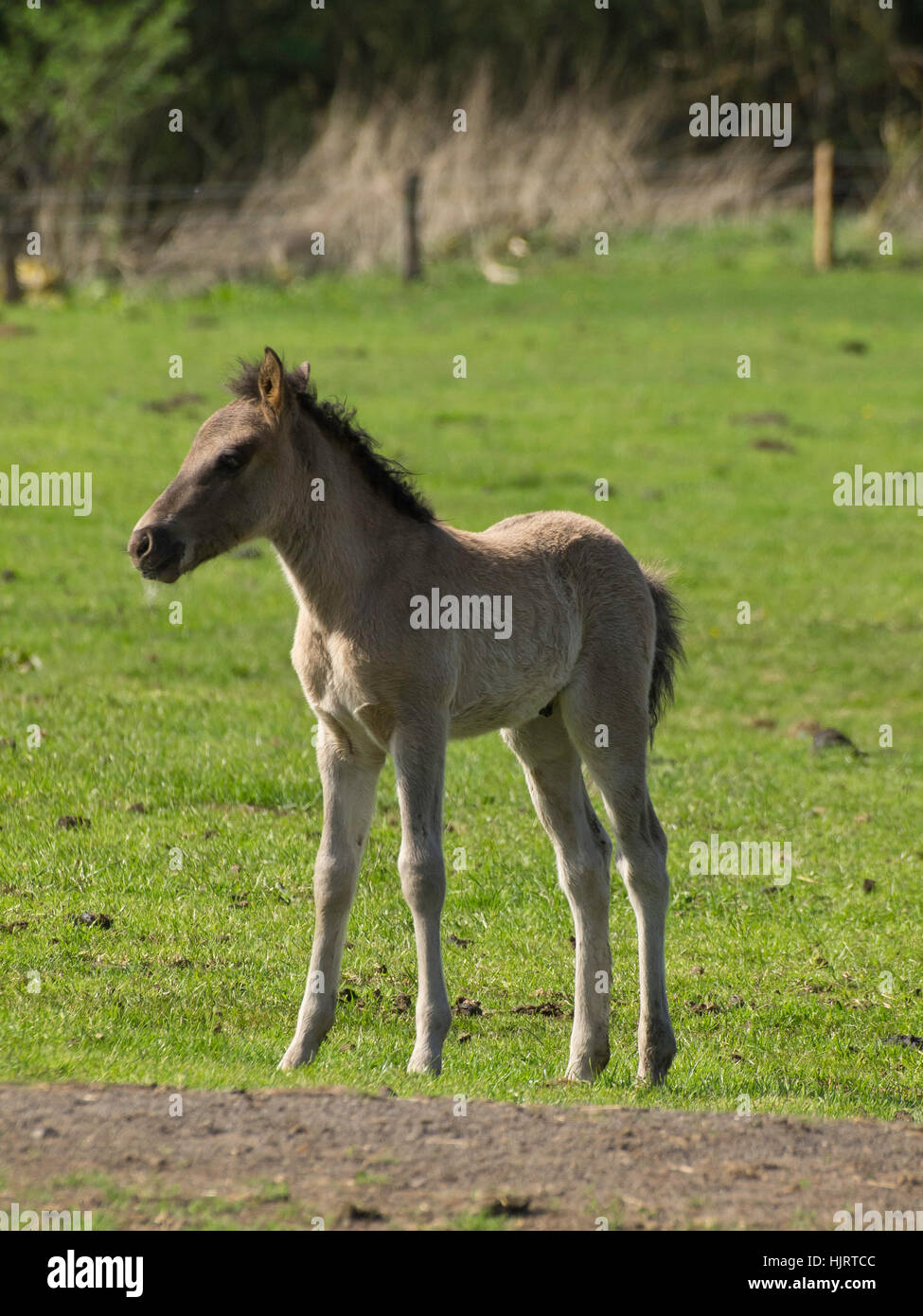 ride, horse, animal, foal, horseriding, tree, trees, ride, horse ...