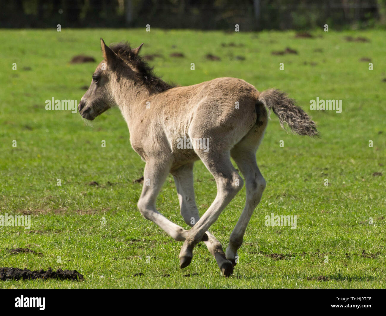 ride, horse, animal, foal, horseriding, tree, trees, ride, horse ...