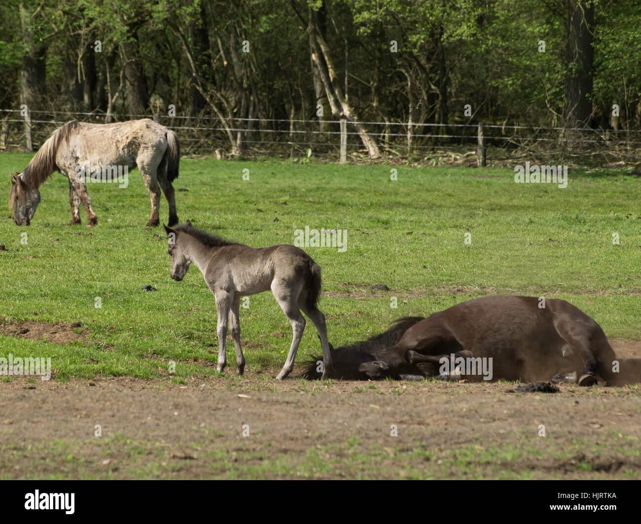 ride, horse, animal, foal, horseriding, tree, trees, ride, horse ...