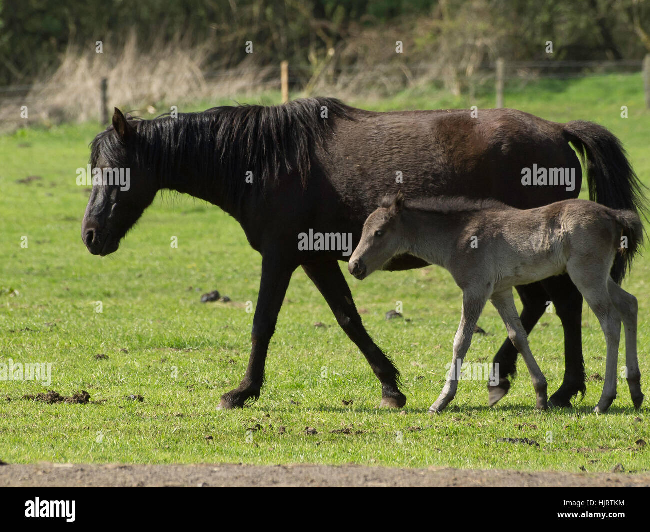 ride, horse, animal, foal, horseriding, tree, trees, ride, horse ...