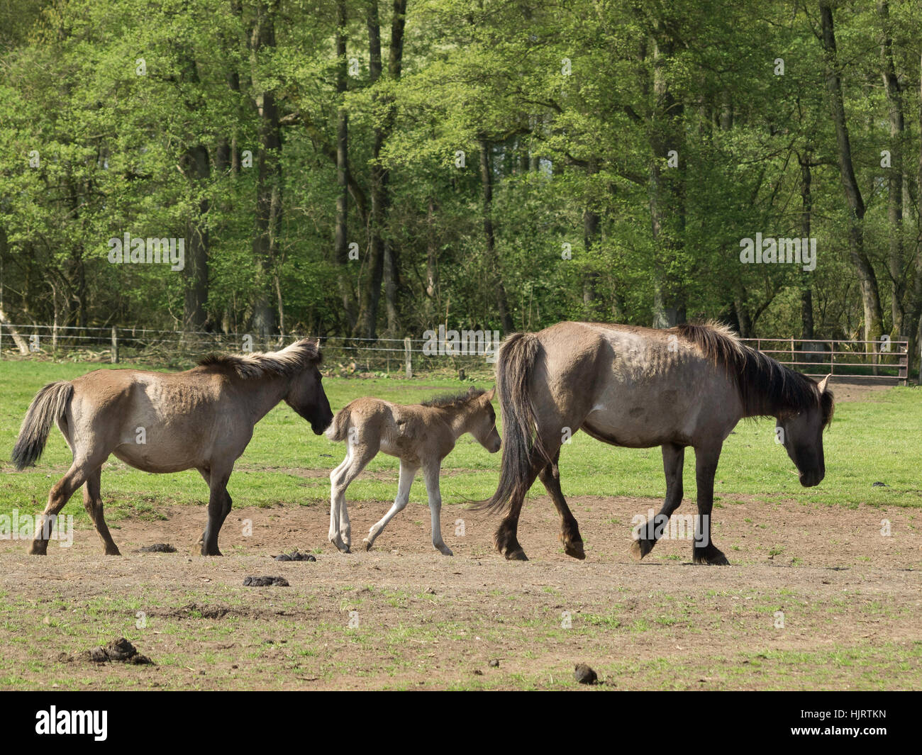 ride, horse, animal, foal, horseriding, tree, trees, ride, horse ...
