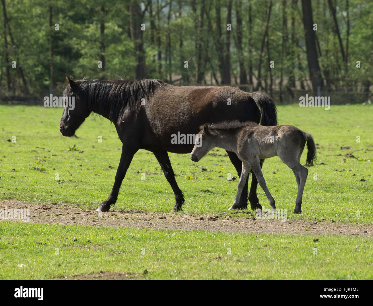 ride, horse, animal, foal, horseriding, tree, trees, ride, horse ...