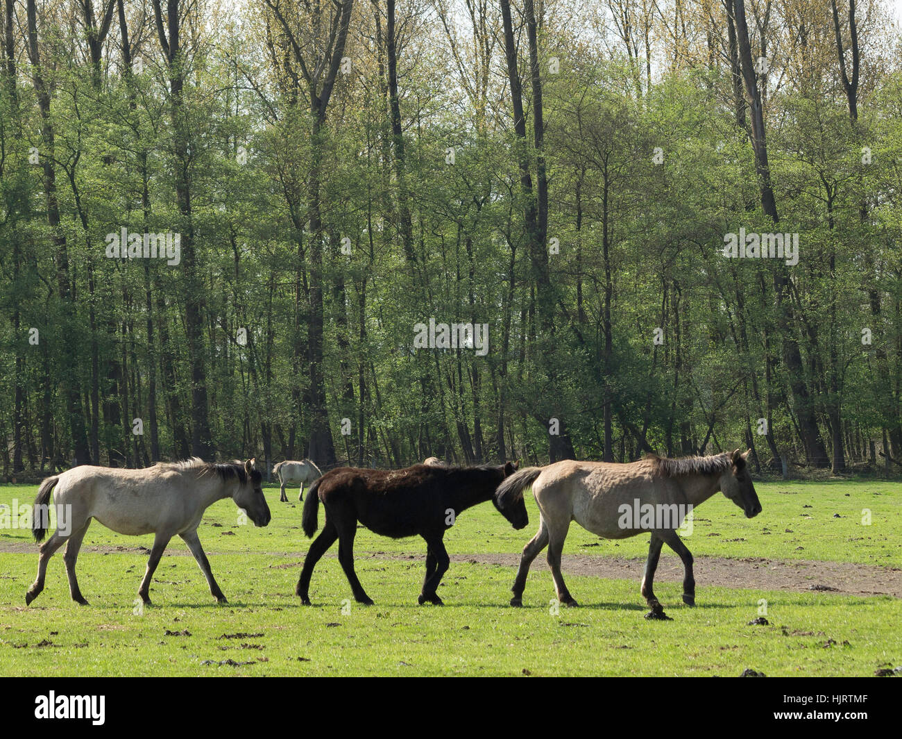 ride, horse, animal, foal, horseriding, tree, trees, ride, horse ...