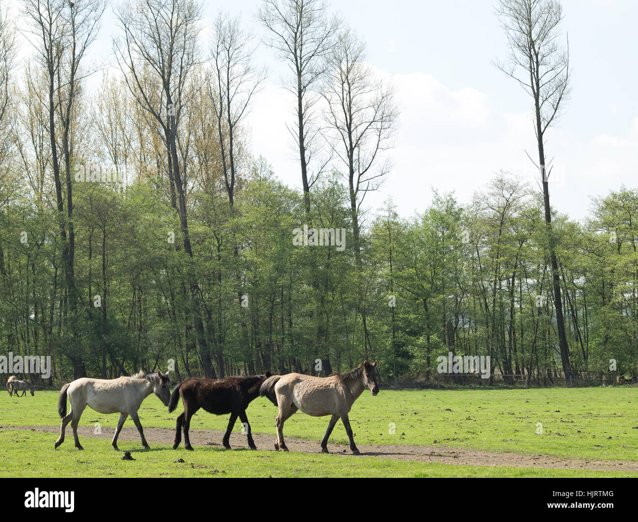 ride, horse, animal, foal, horseriding, tree, trees, ride, horse ...