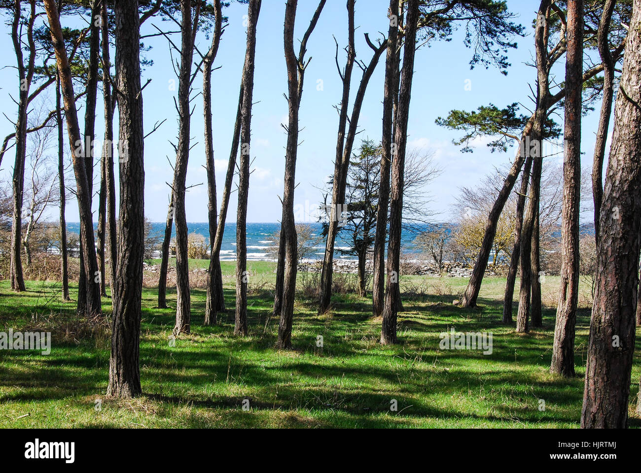 tree, pine, waves, sweden, water, baltic sea, salt water, sea, ocean ...