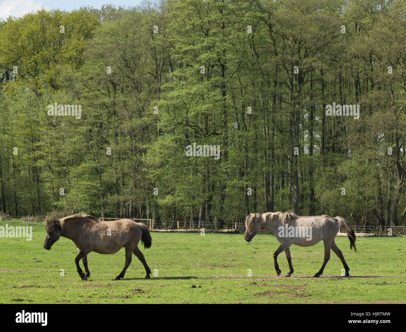 ride, horse, animal, foal, horseriding, tree, trees, ride, horse ...