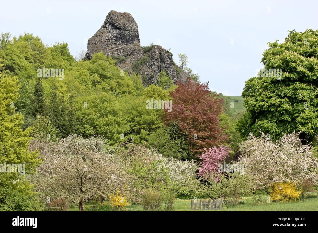 rock, basalt, tree, trees, bloom, blossom, flourish, flourishing, rock ...
