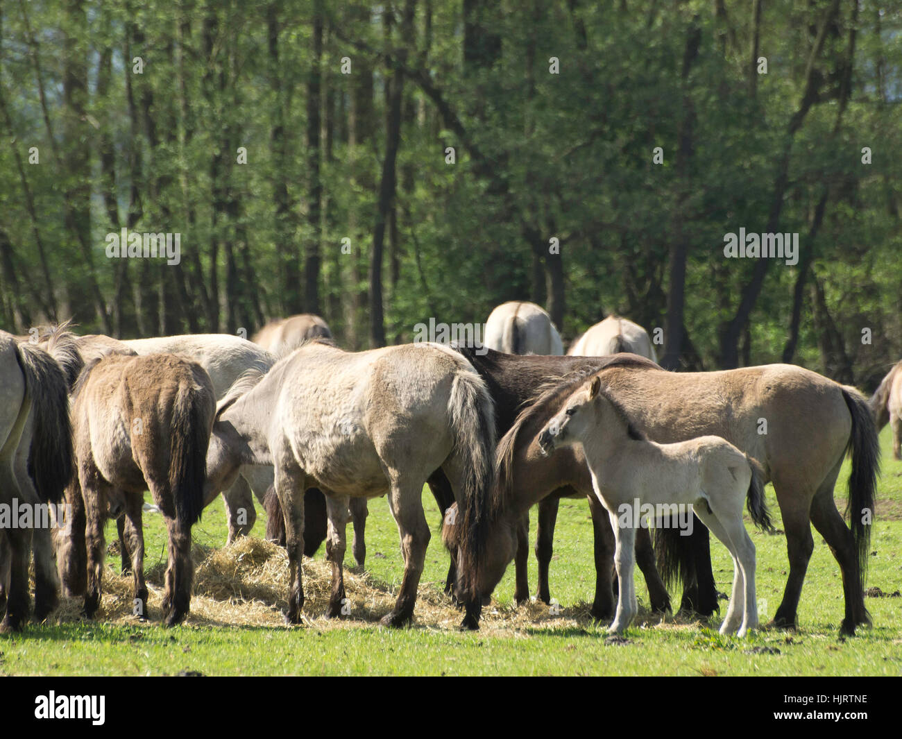 ride, horse, animal, foal, horseriding, tree, trees, ride, horse ...
