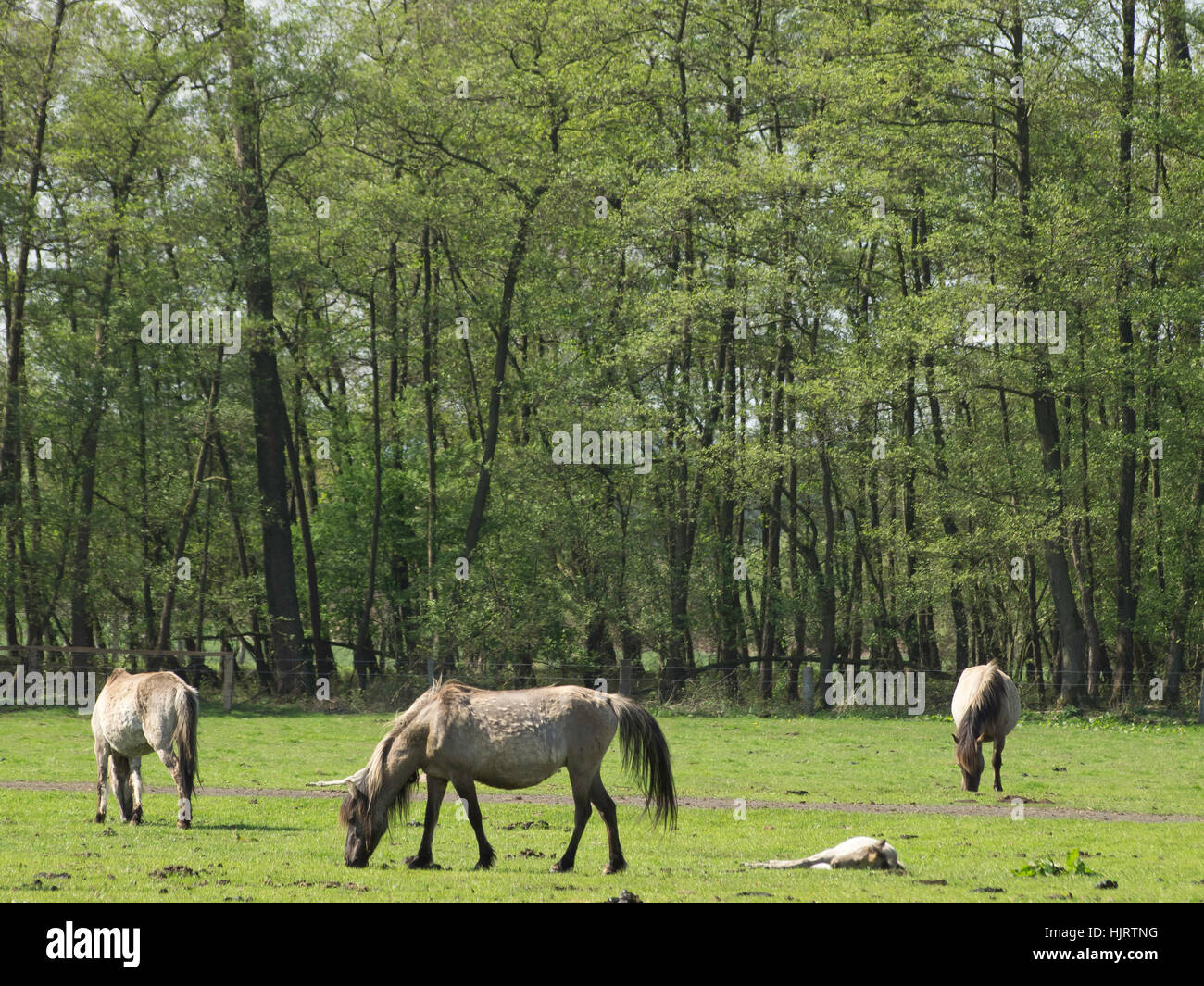 ride, horse, animal, foal, horseriding, tree, trees, ride, horse ...