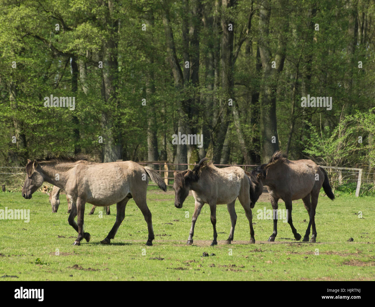ride, horse, animal, foal, horseriding, tree, trees, ride, horse ...