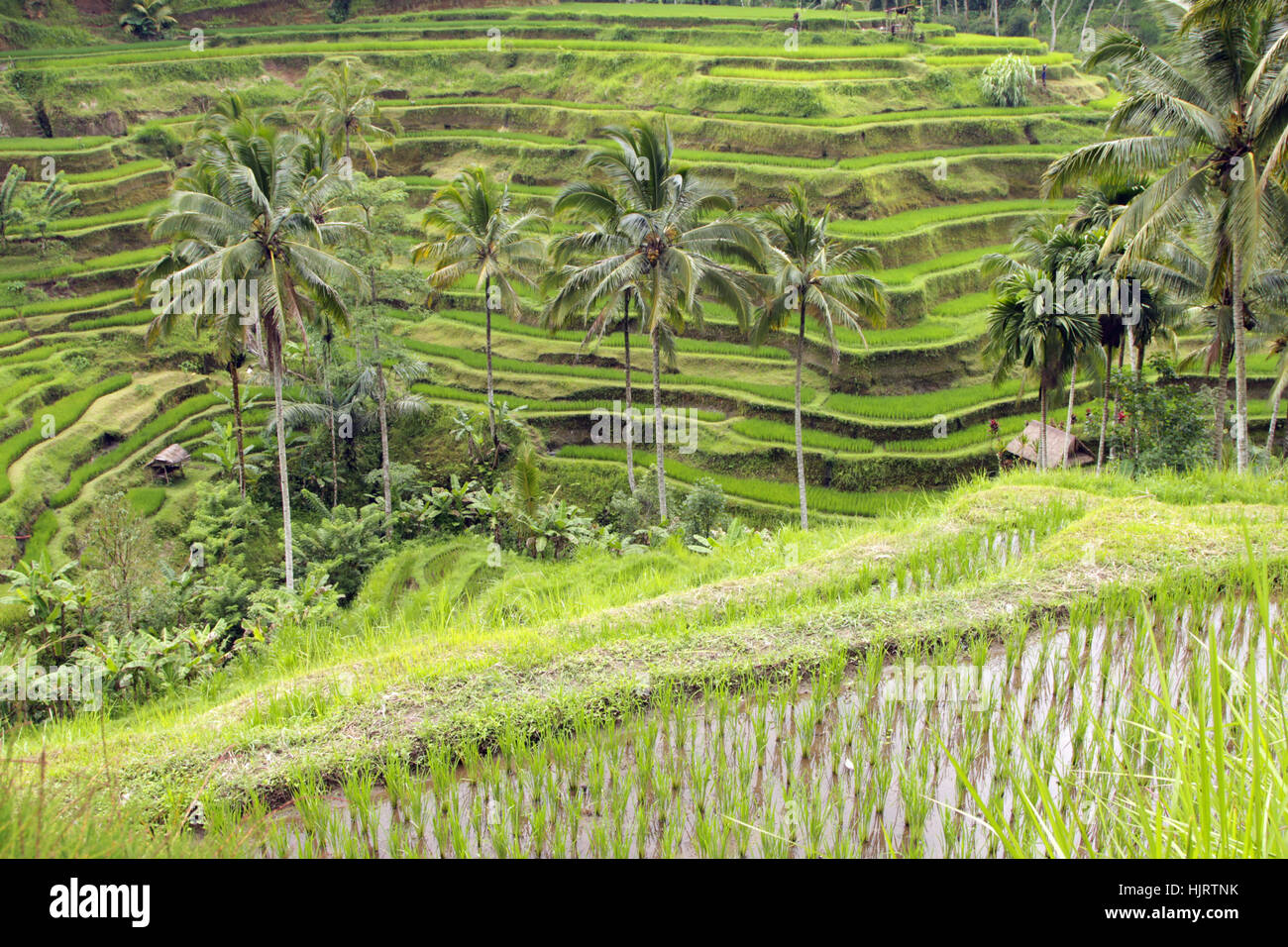 asia, agriculture, farming, bali, indonesia, paddy field, rice, green ...