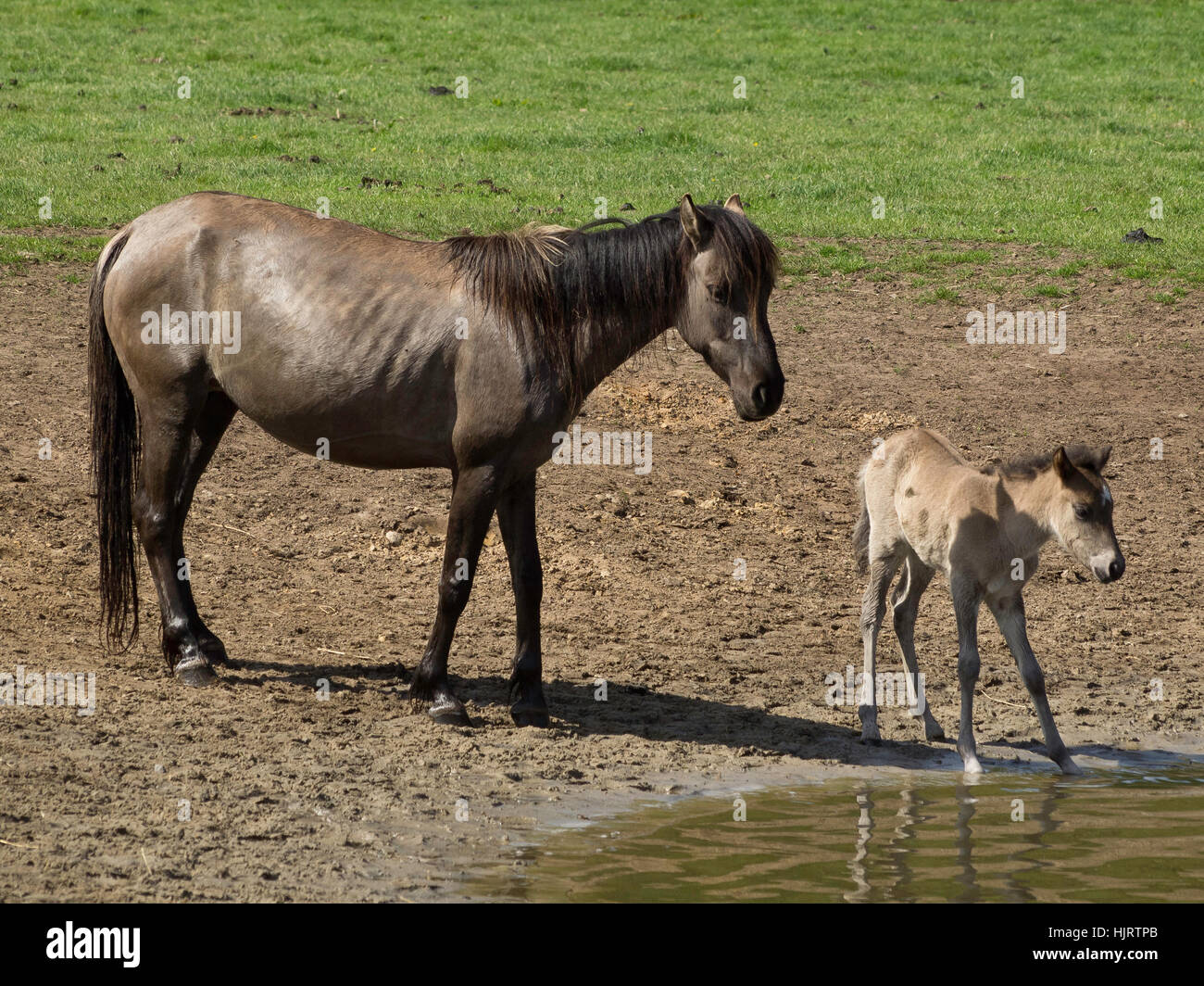 ride, horse, animal, foal, horseriding, tree, trees, ride, horse ...
