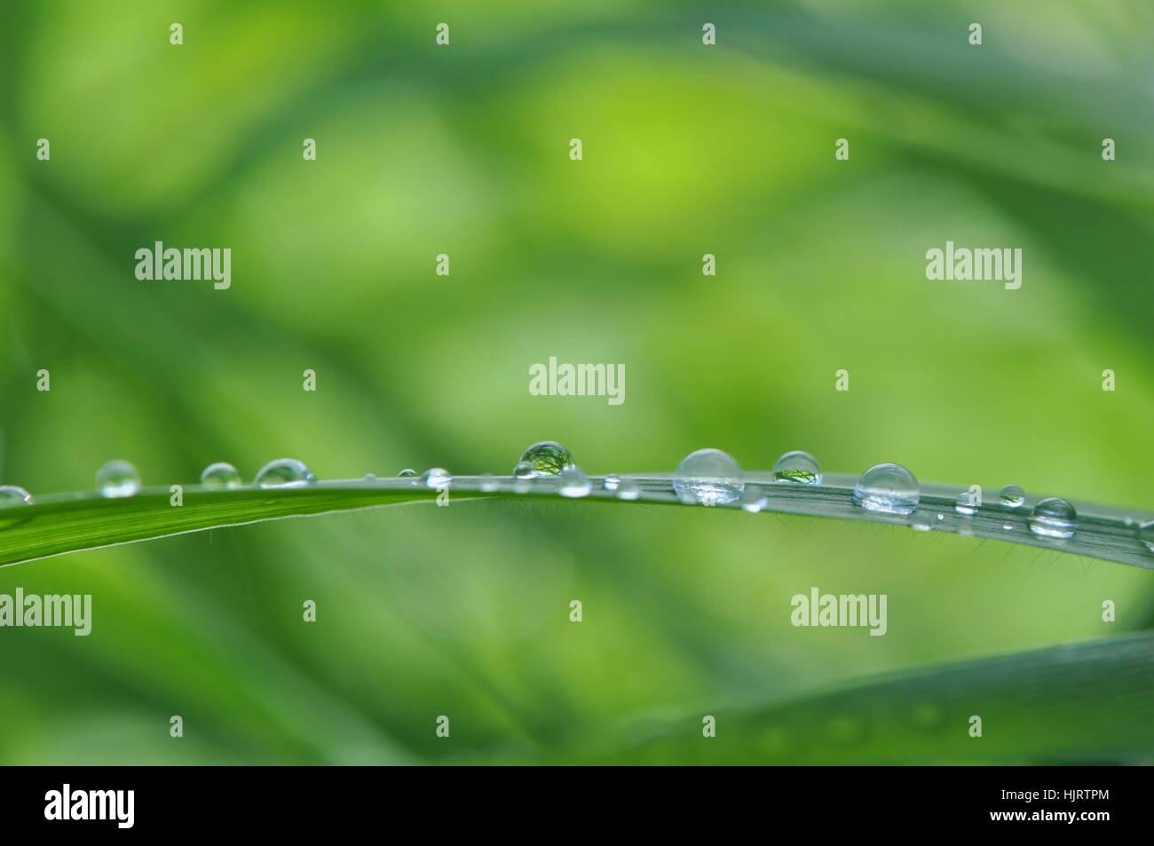 raindrop, dew, dewdrop, blade of grass, meadow, grass, lawn, green ...