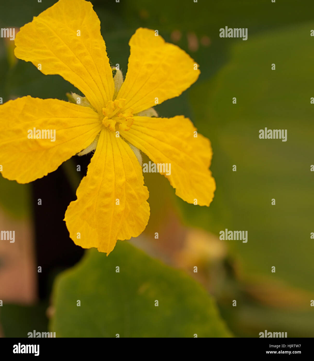 closeup, flower, plant, vegetable, petal, herb, gourd, natural, luffa ...