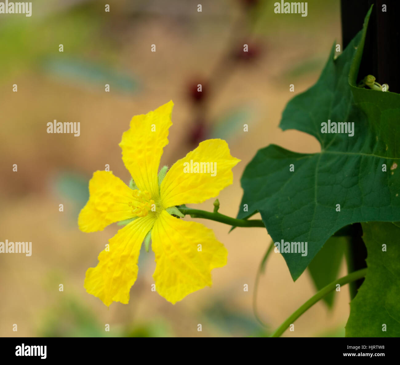 closeup, flower, plant, vegetable, petal, herb, gourd, natural, luffa ...