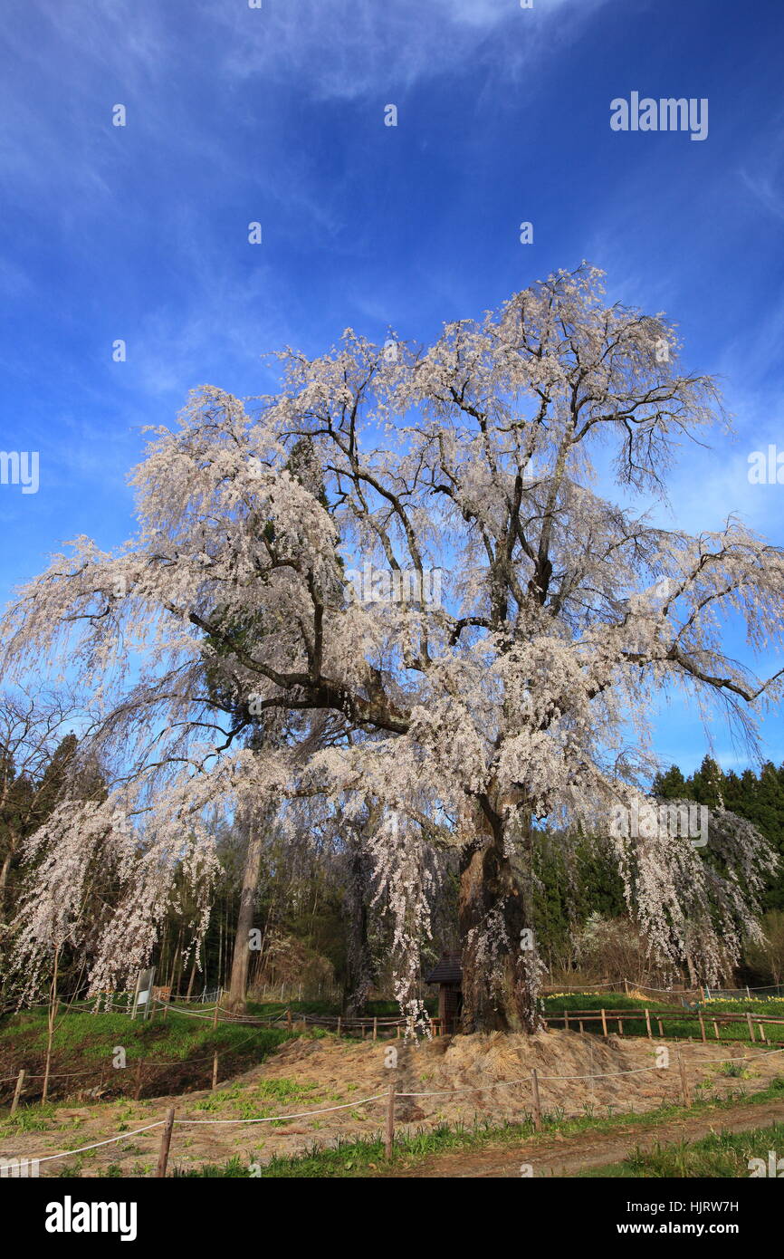 beautiful, beauteously, nice, eco, environment, enviroment, tree ...