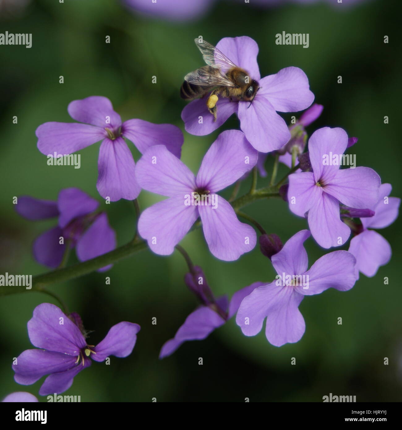 Nachtviole High Resolution Stock Photography and Images - Alamy