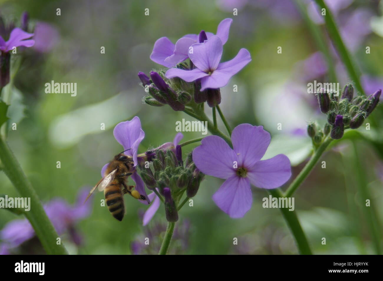 Hesperis matronalis insect hi-res stock photography and images - Alamy