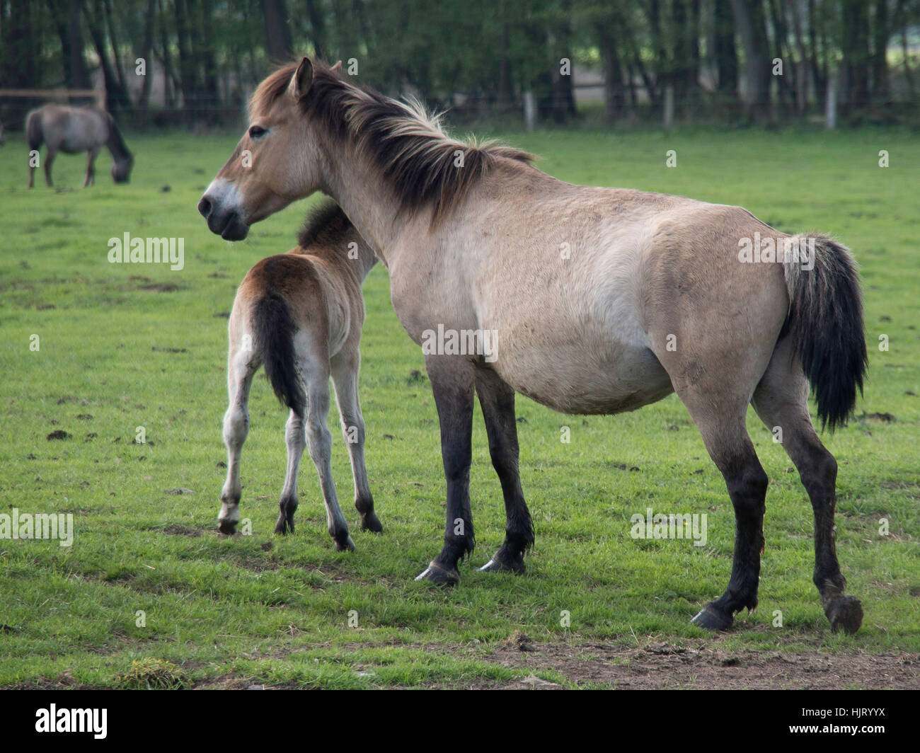 horse, horses, mare, foal, wild horse, horse, animal, animals, horses ...