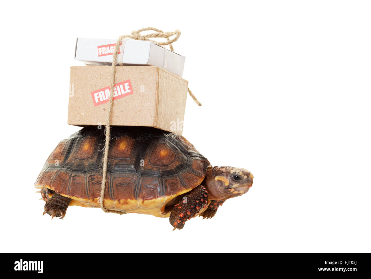 Snail and tortoise hi-res stock photography and images - Alamy