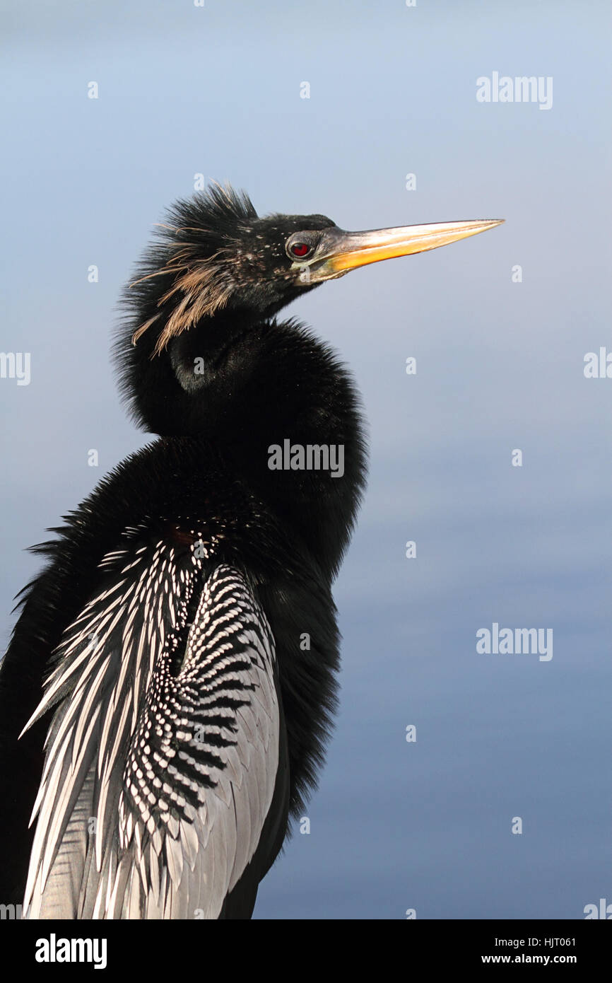 animal, bird, fauna, wild, swamp, birds, wing, feathers, wildlife ...