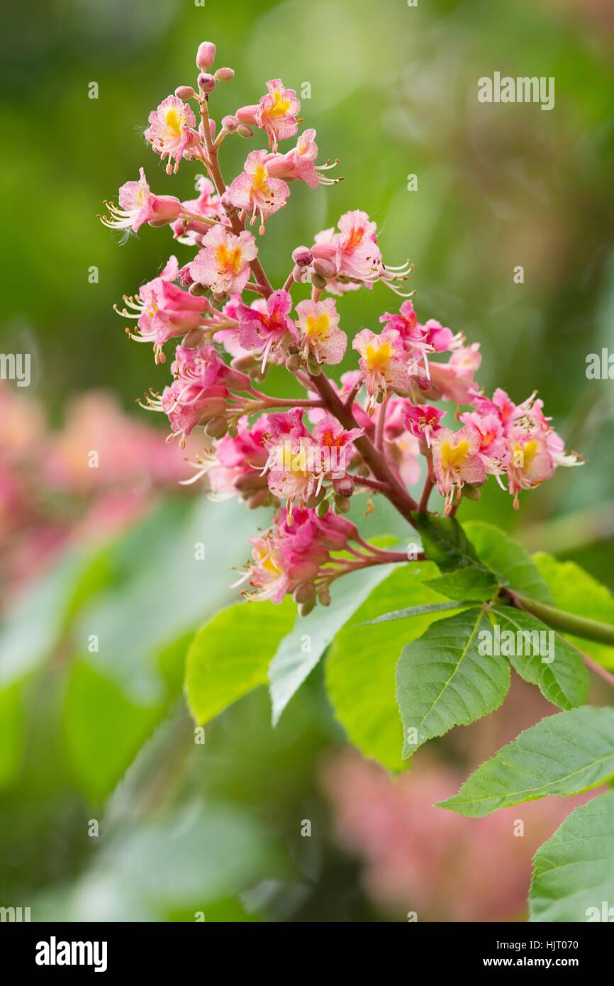 deciduous tree, flower, flowers, plant, spring, gaudy, hybrid, rot ...