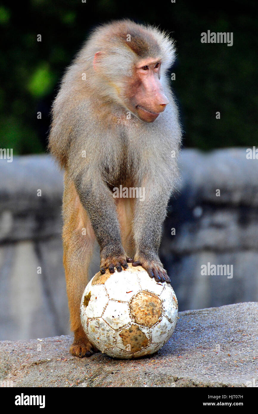 monkey, baboon, animal, monkey, mammals, baboon, primates, fusball ...
