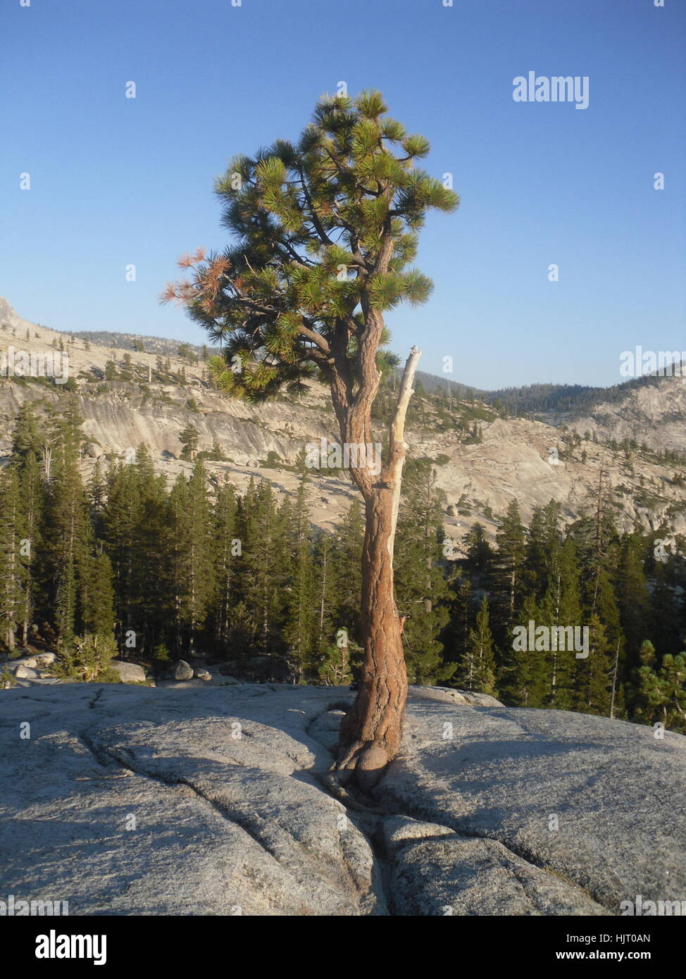 mountains, summer, summerly, usa, california, america, scenery ...