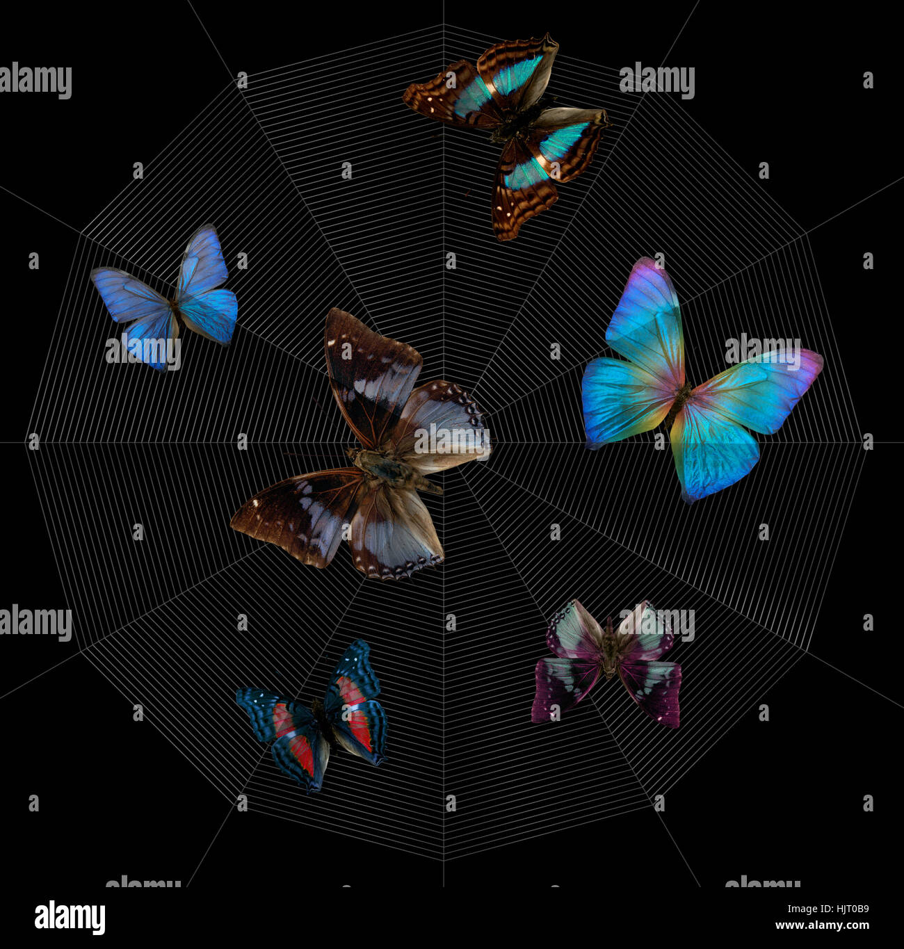 Animal allegory hi-res stock photography and images - Alamy