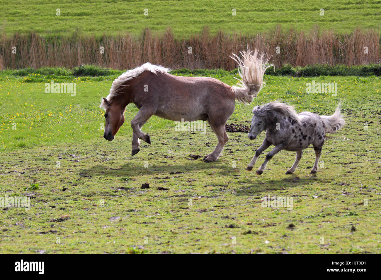 Pferdespiel hi-res stock photography and images - Alamy