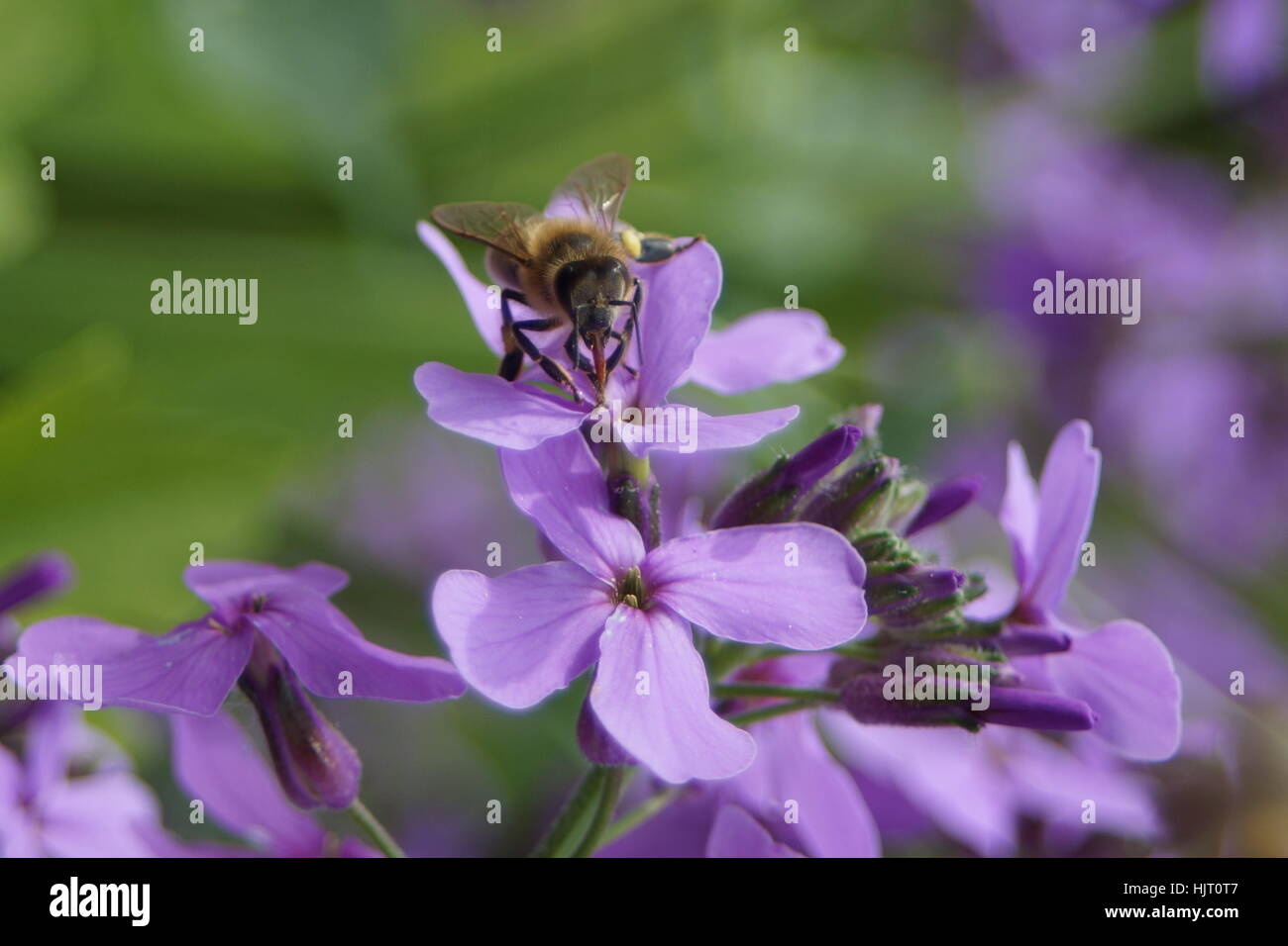 insect, bee, flower, plant, bloom, blossom, flourish, flourishing ...