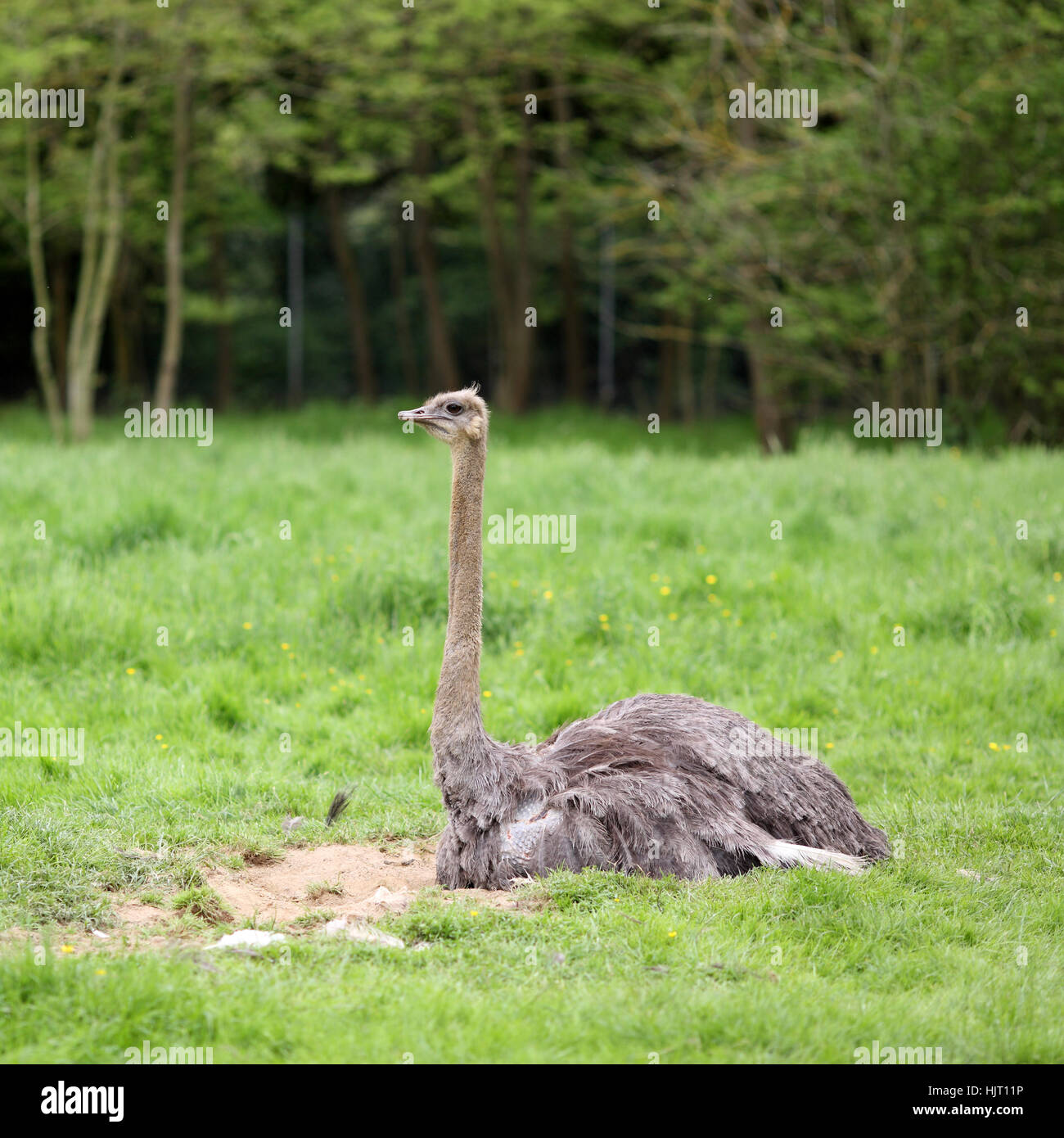 animal, bird, africa, agriculture, farming, captivity, ostrich, farm ...