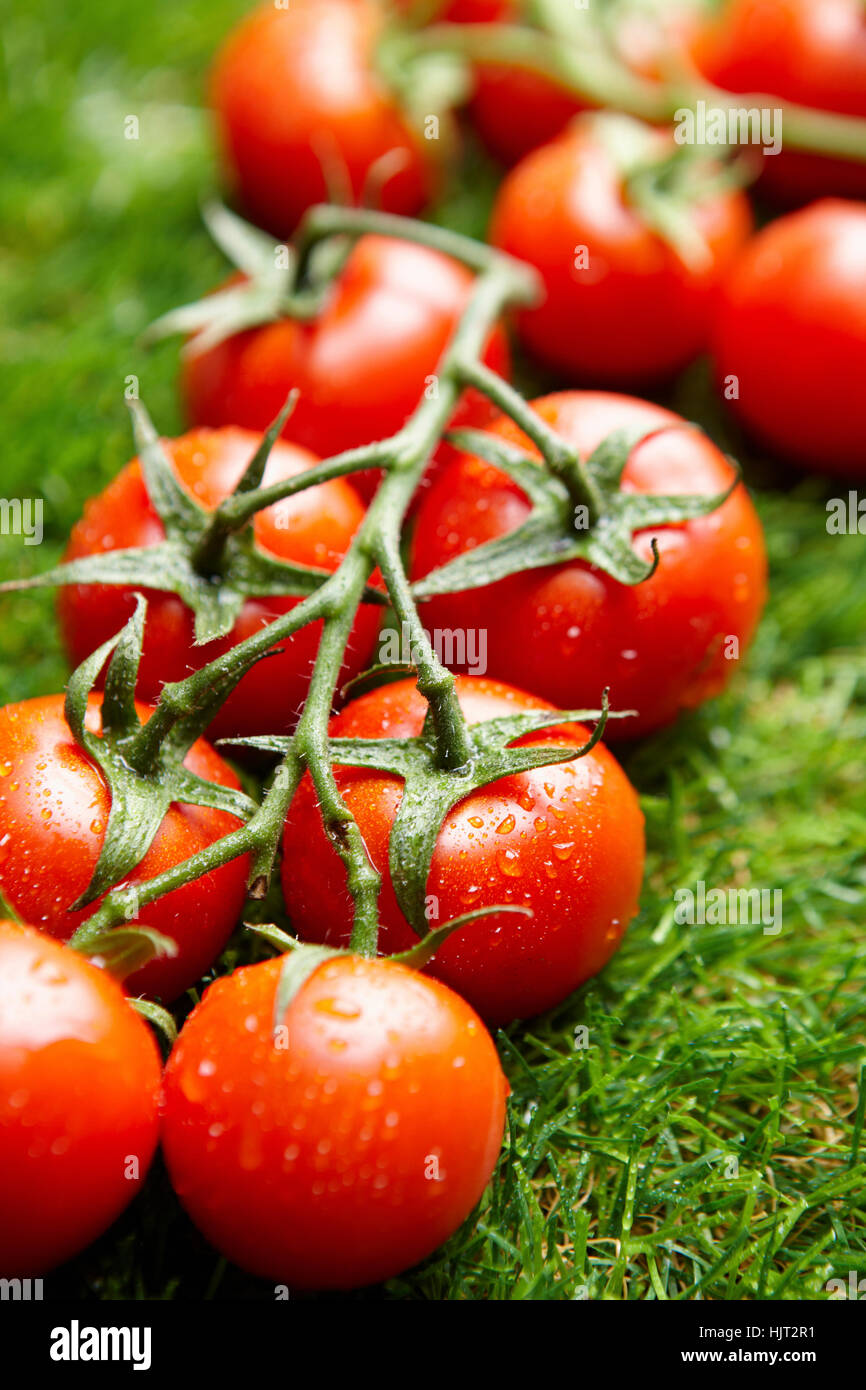 plant group of objects Stock Photo - Alamy