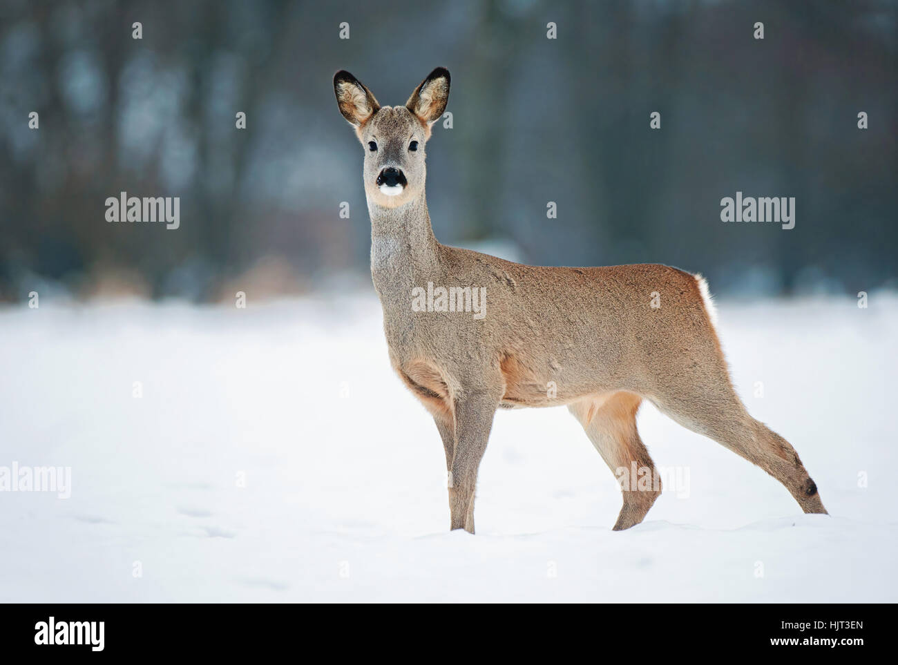 Stag without antlers hi-res stock photography and images - Alamy