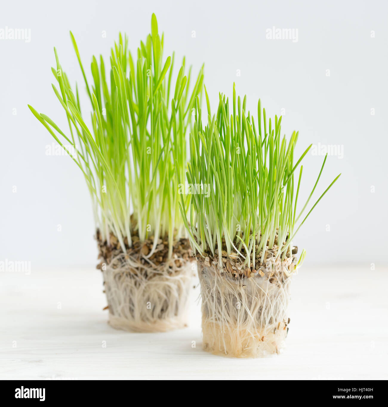 Grass with roots hi-res stock photography and images - Alamy