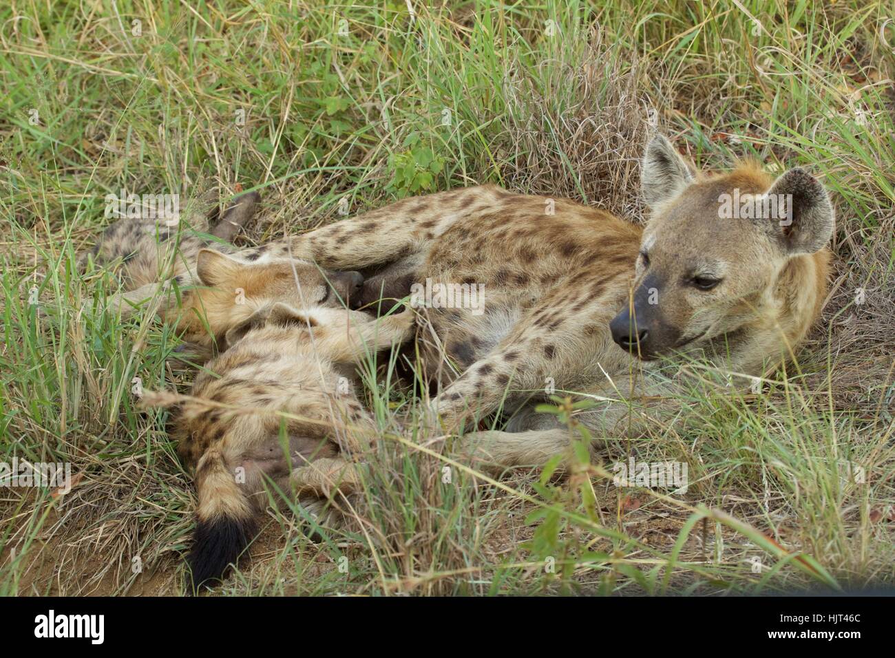 Female Spotted Hyena nursing her cubs Stock Photo - Alamy