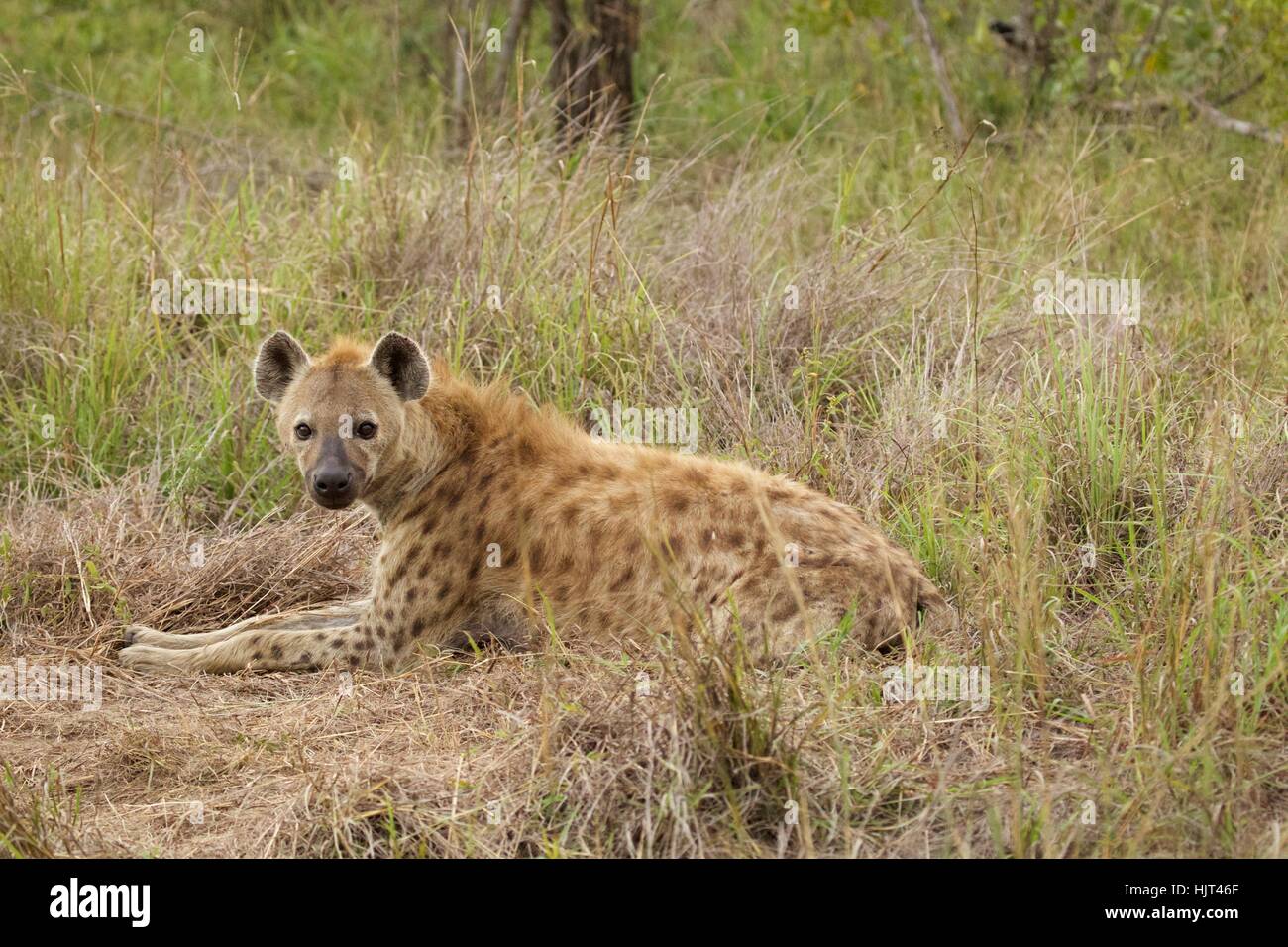 Spotted Hyena resting close to its den Stock Photo - Alamy